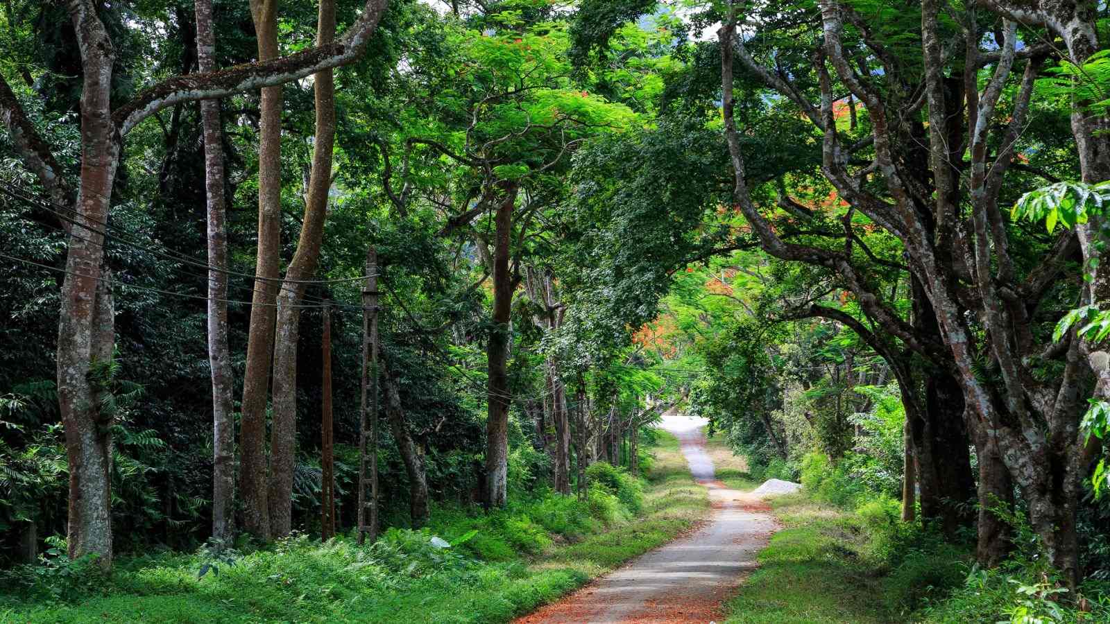 Hanoi One Day Tour to Cuc Phuong National Park in Ninh Binh